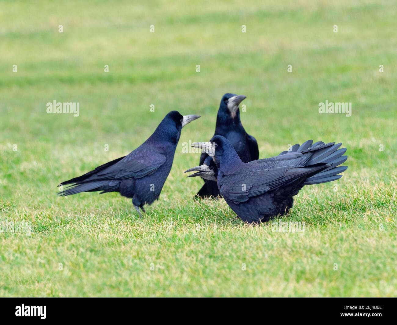 Rook Corvus frugilegus feeding in grassland East coast Norfolk Stock ...