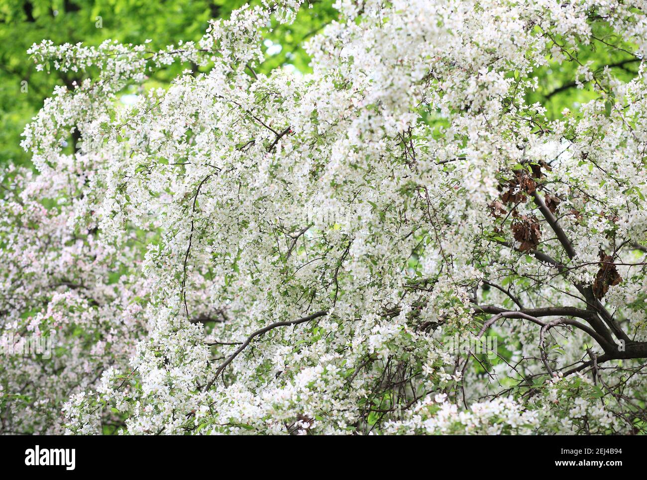 cherry-tree flower at day Stock Photo - Alamy