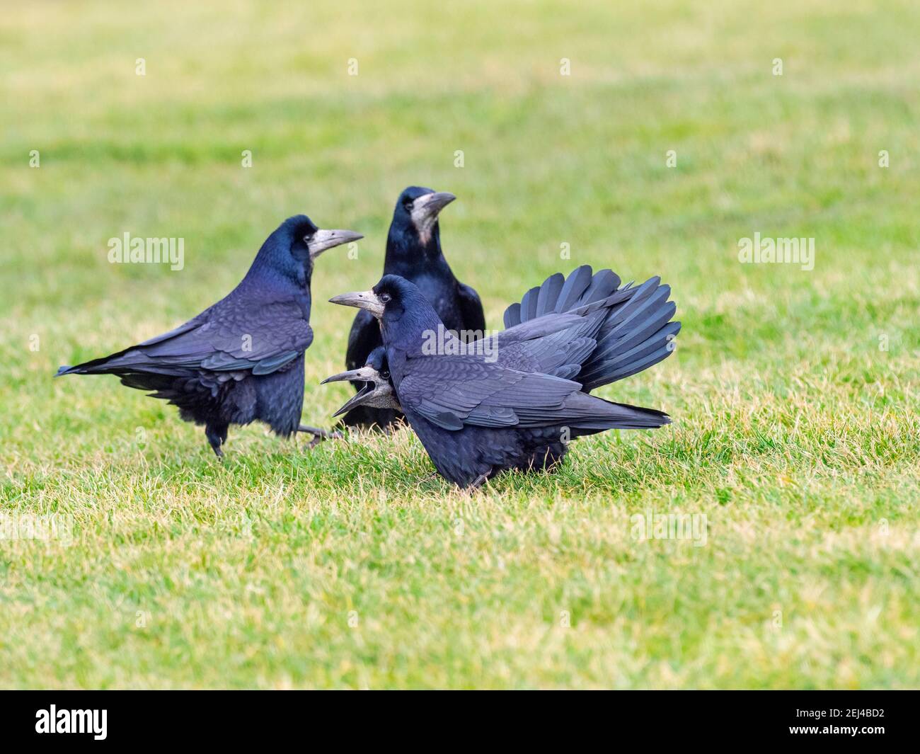 Rook Corvus frugilegus feeding in grassland East coast Norfolk Stock ...