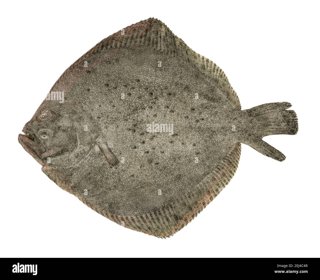 Turbot fish hi-res stock photography and images - Alamy
