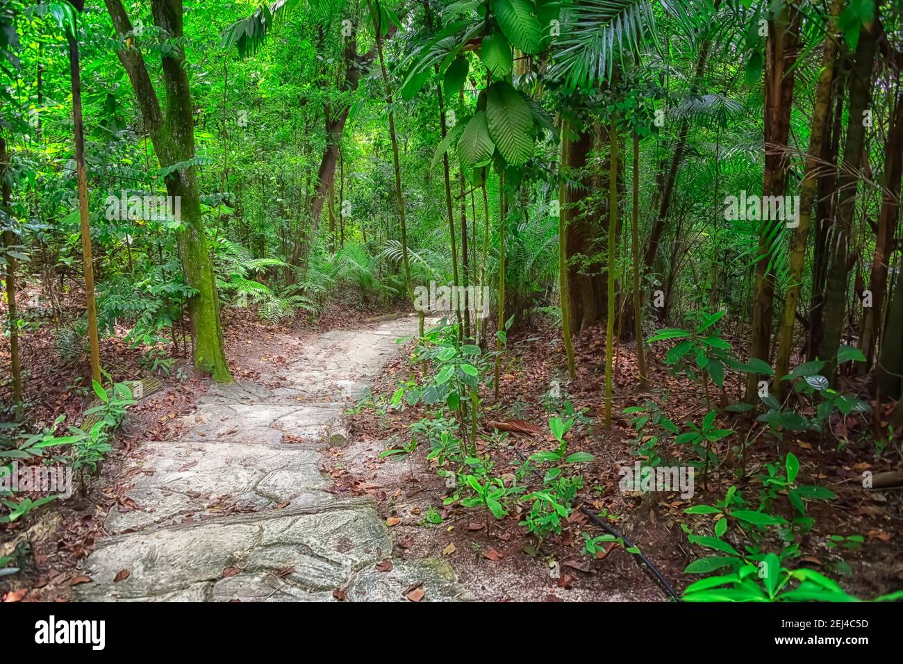 Singapore landscape nature hi-res stock photography and images - Alamy