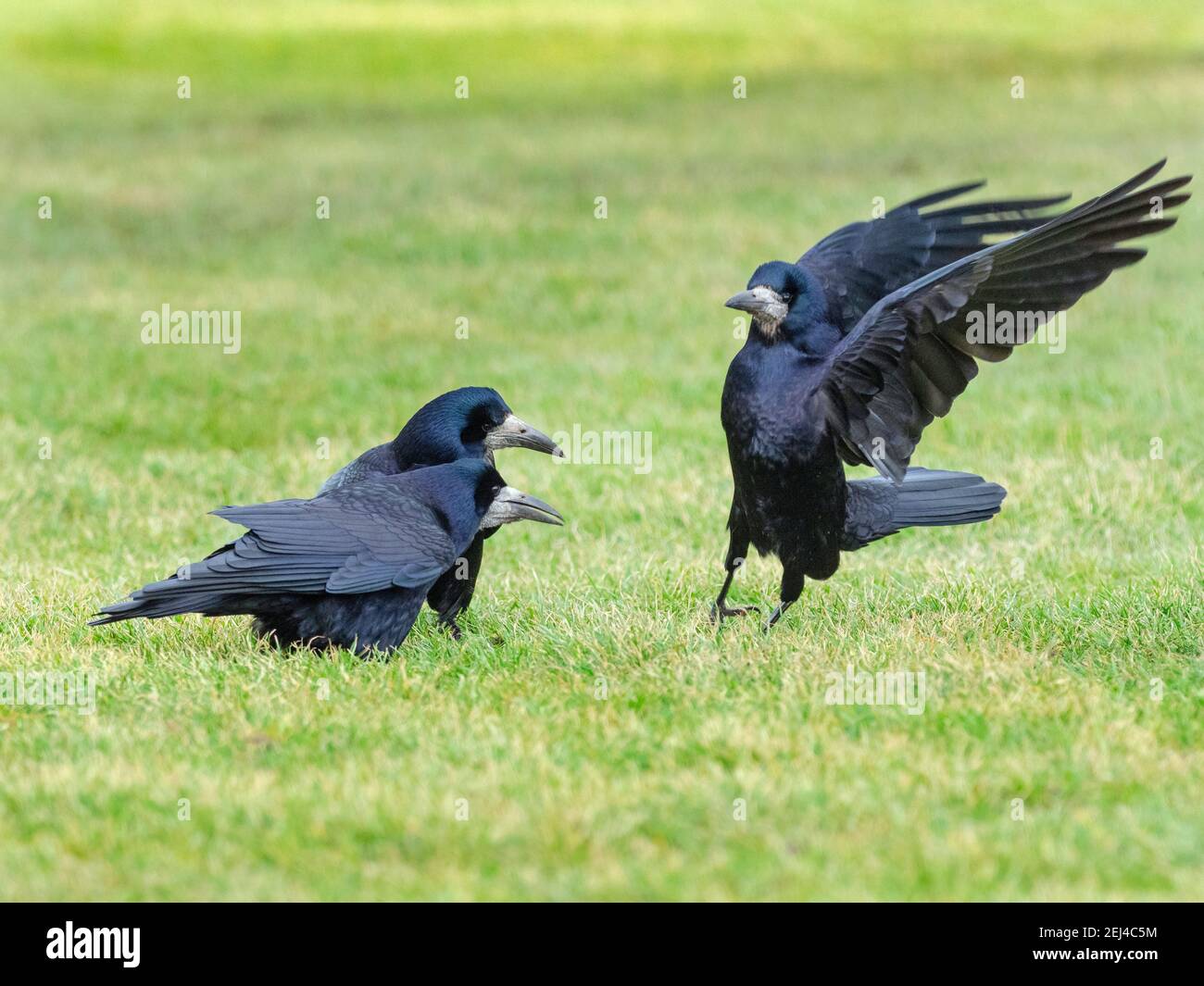 Soil invertebrates hi-res stock photography and images - Alamy