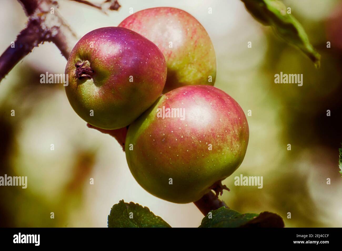 Beautiful ripe red apple hanging hi-res stock photography and images ...