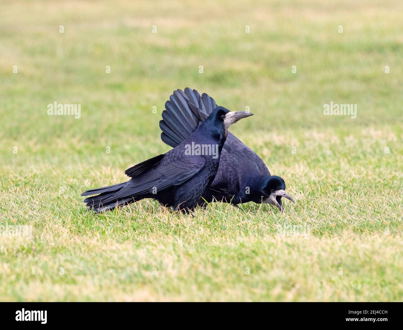 Rook Corvus frugilegus feeding in grassland East coast Norfolk Stock ...