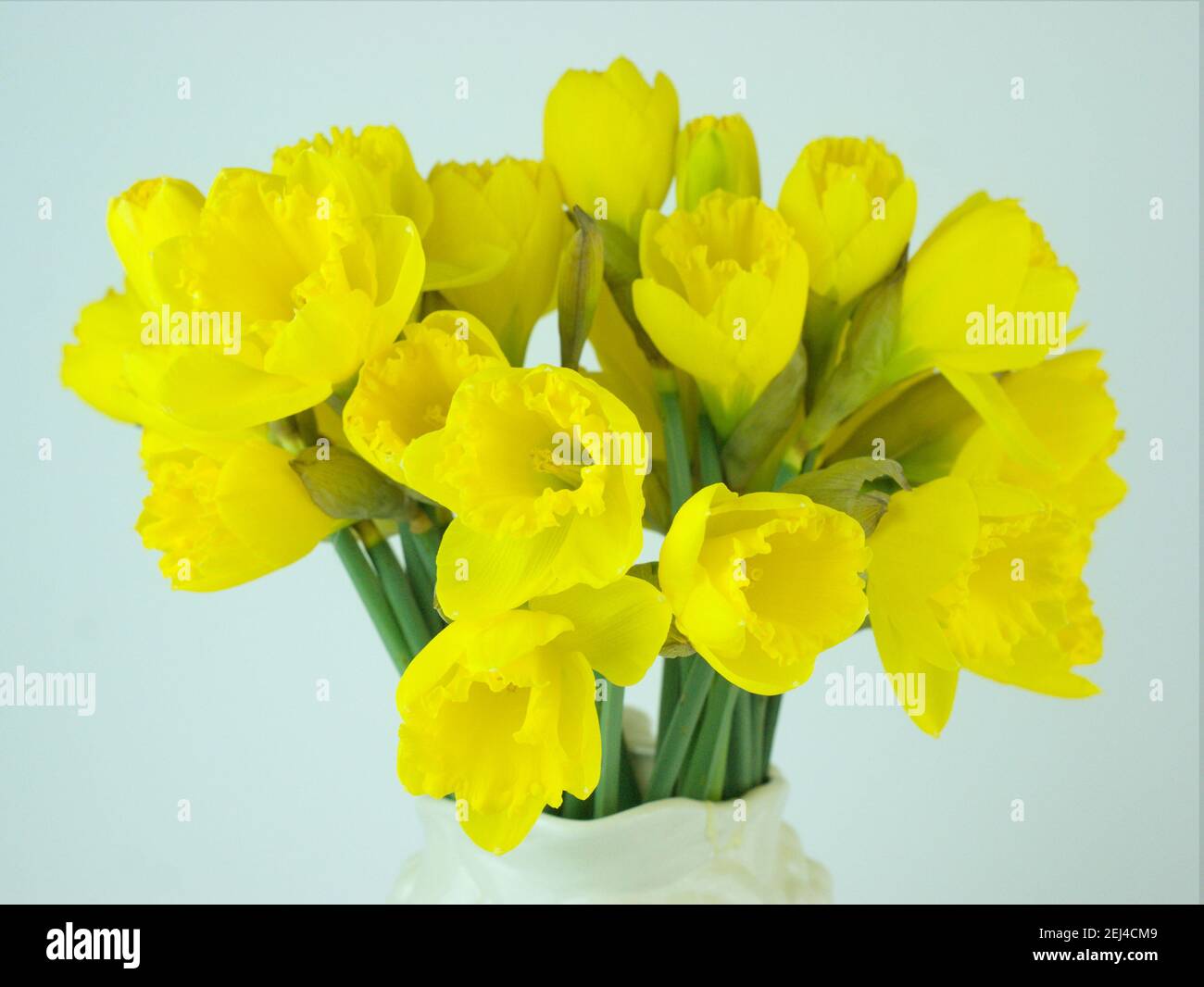 Bunch of daffodils hi-res stock photography and images - Alamy