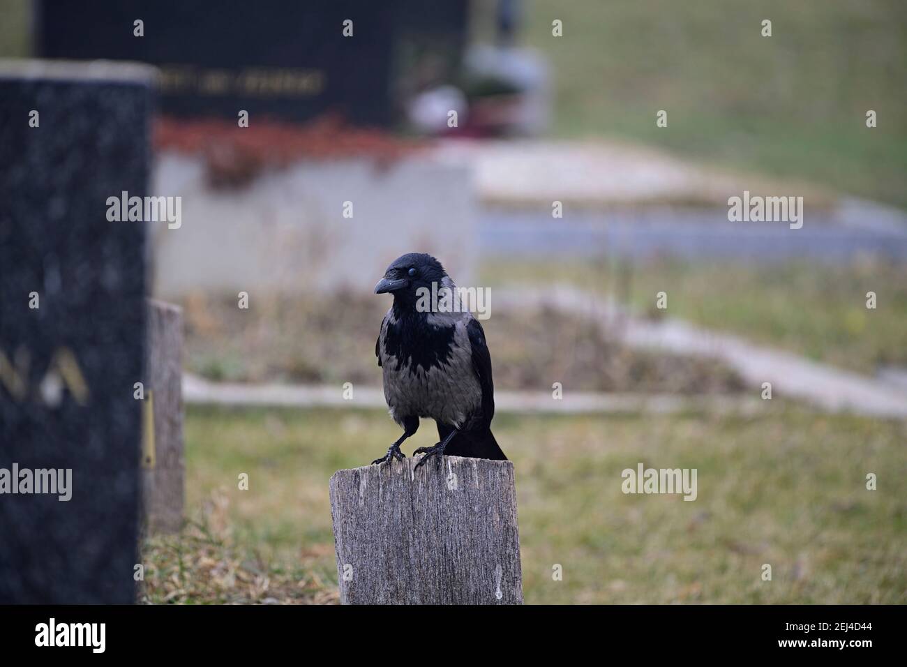 Birds in cemetery hi-res stock photography and images - Alamy