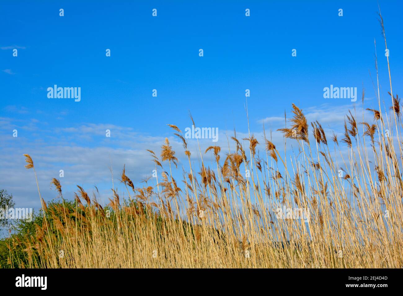 Tall dry grass blue hi-res stock photography and images - Alamy