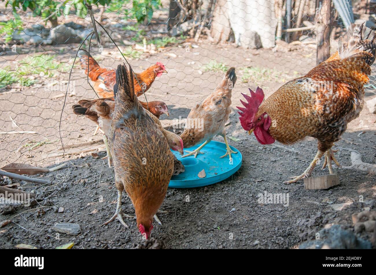 Well fed hen hi-res stock photography and images - Alamy