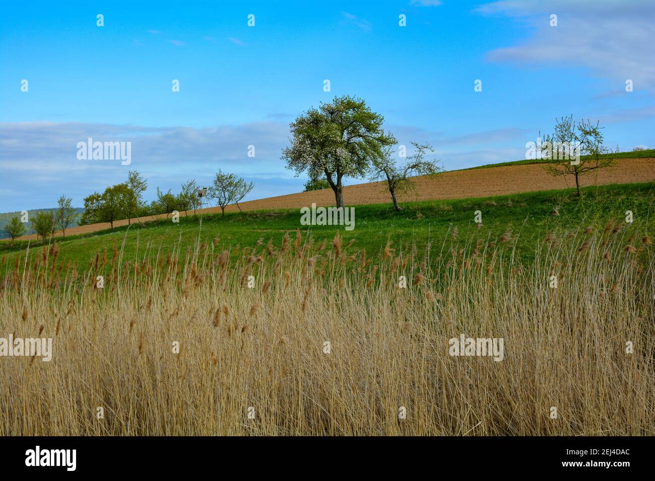 Green landscape with tall grass, trees, meadow, field, hunter's perch ...