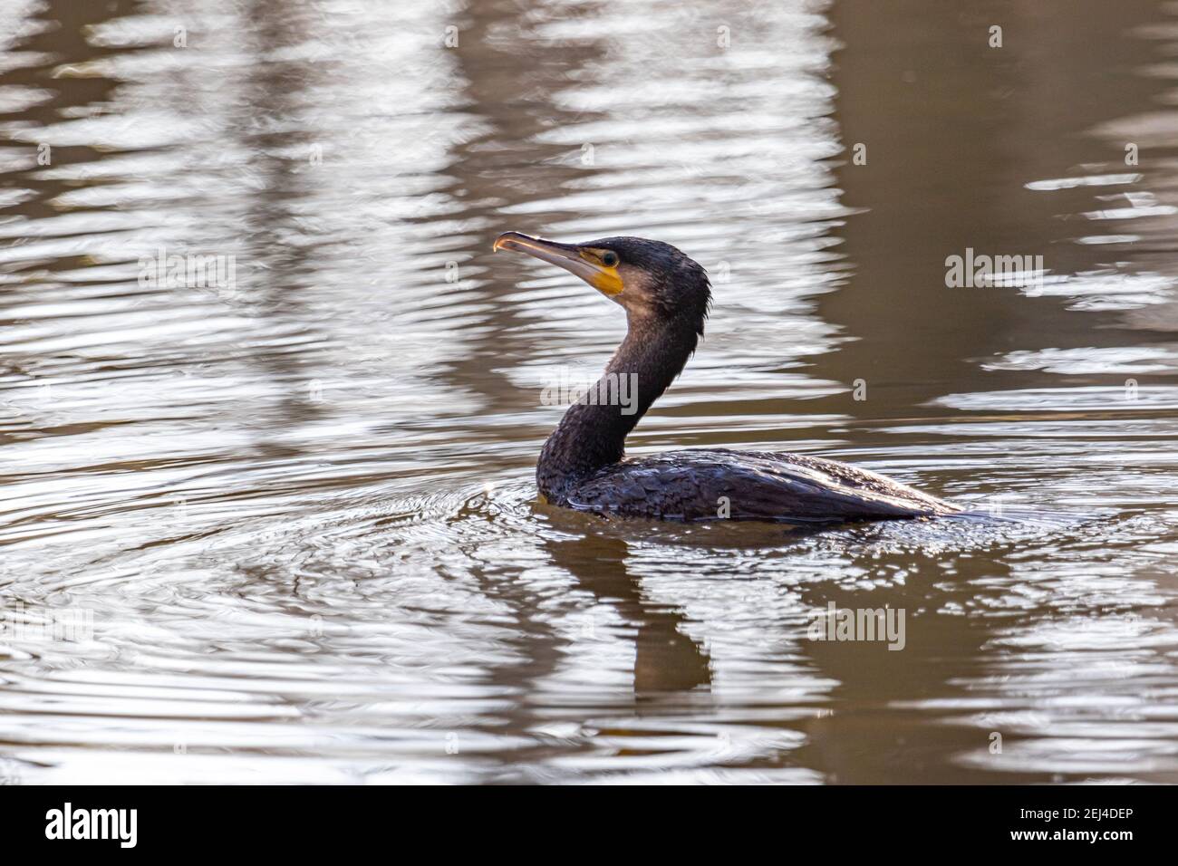 cormorant bird swimming in a river Stock Photo - Alamy