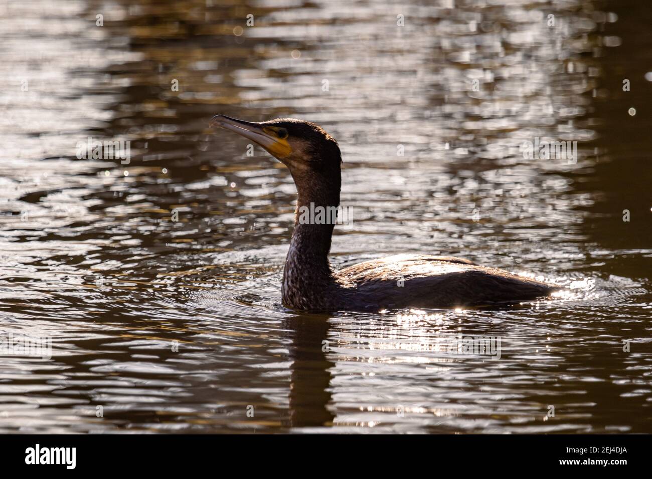 cormorant bird swimming in a river Stock Photo - Alamy