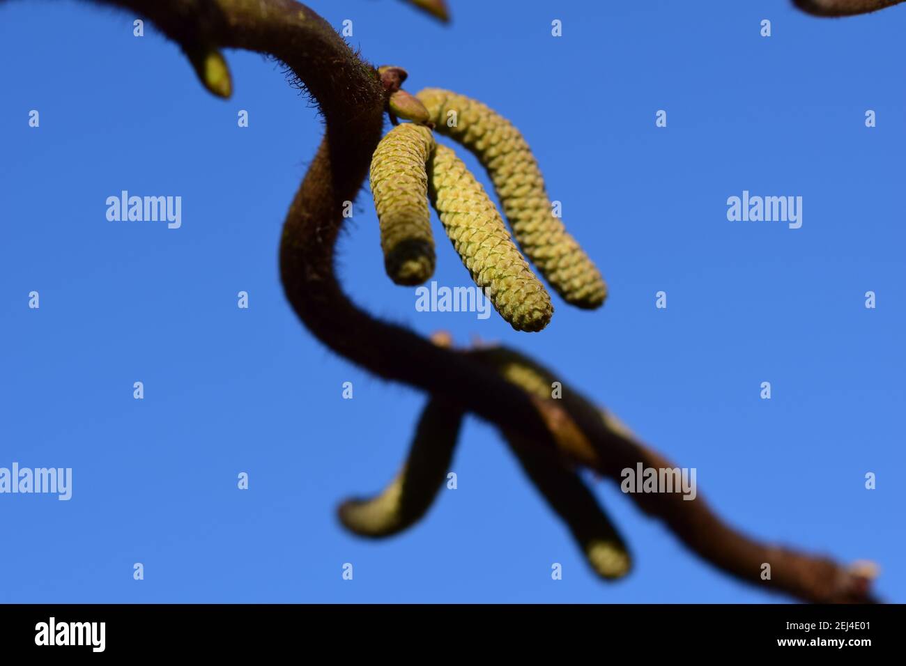 Flowers of common hazelnut as a close up Stock Photo - Alamy