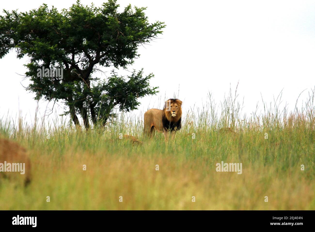 a close up view of a male lion in the distance watiching its prey Stock ...