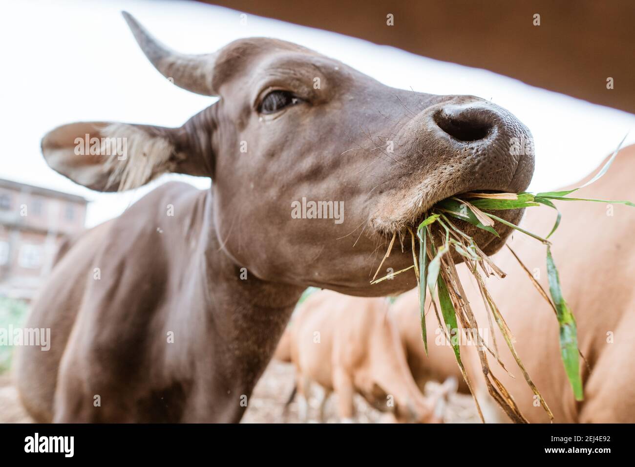 Cows mouth hi-res stock photography and images - Alamy