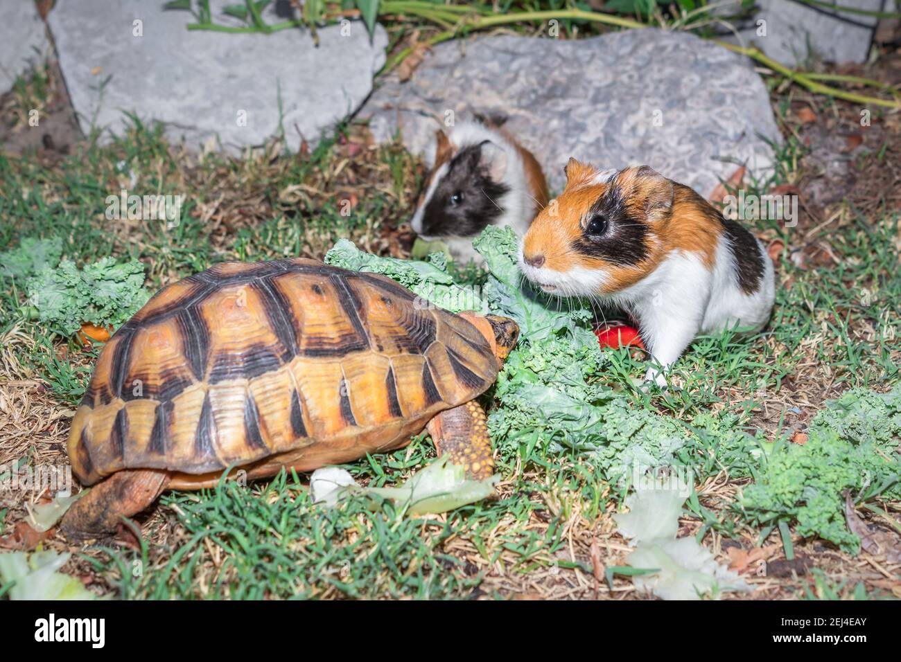 Leopard tortoise (Stigmochelys pardalis) and Domestic guinea pigs ...