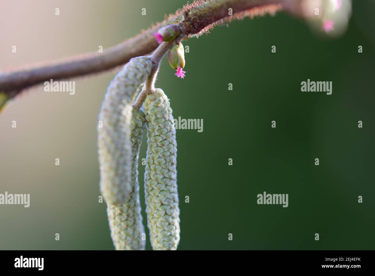 Flowers of common hazelnut as a close up Stock Photo - Alamy