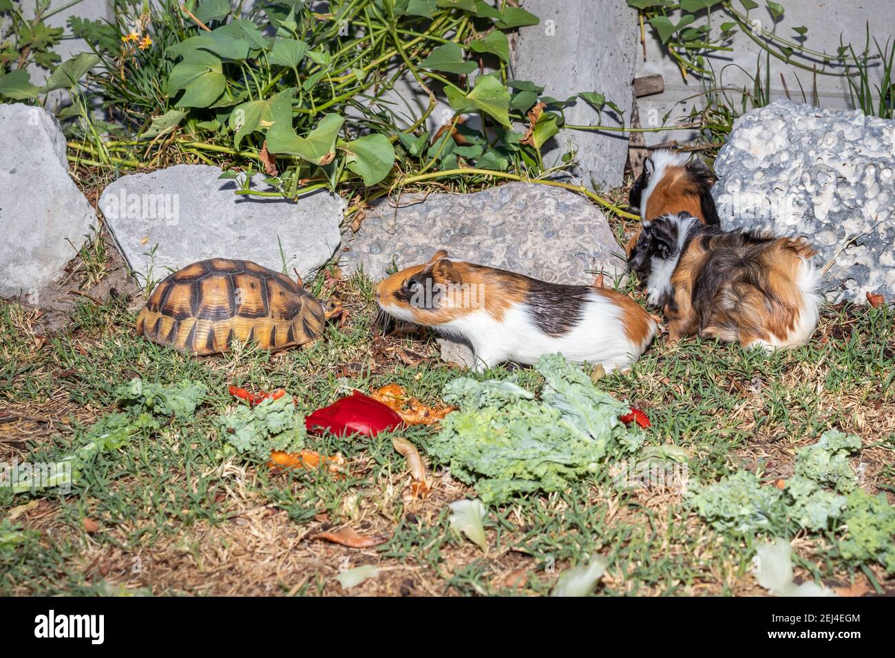 Leopard tortoise (Stigmochelys pardalis) and Domestic guinea pigs ...
