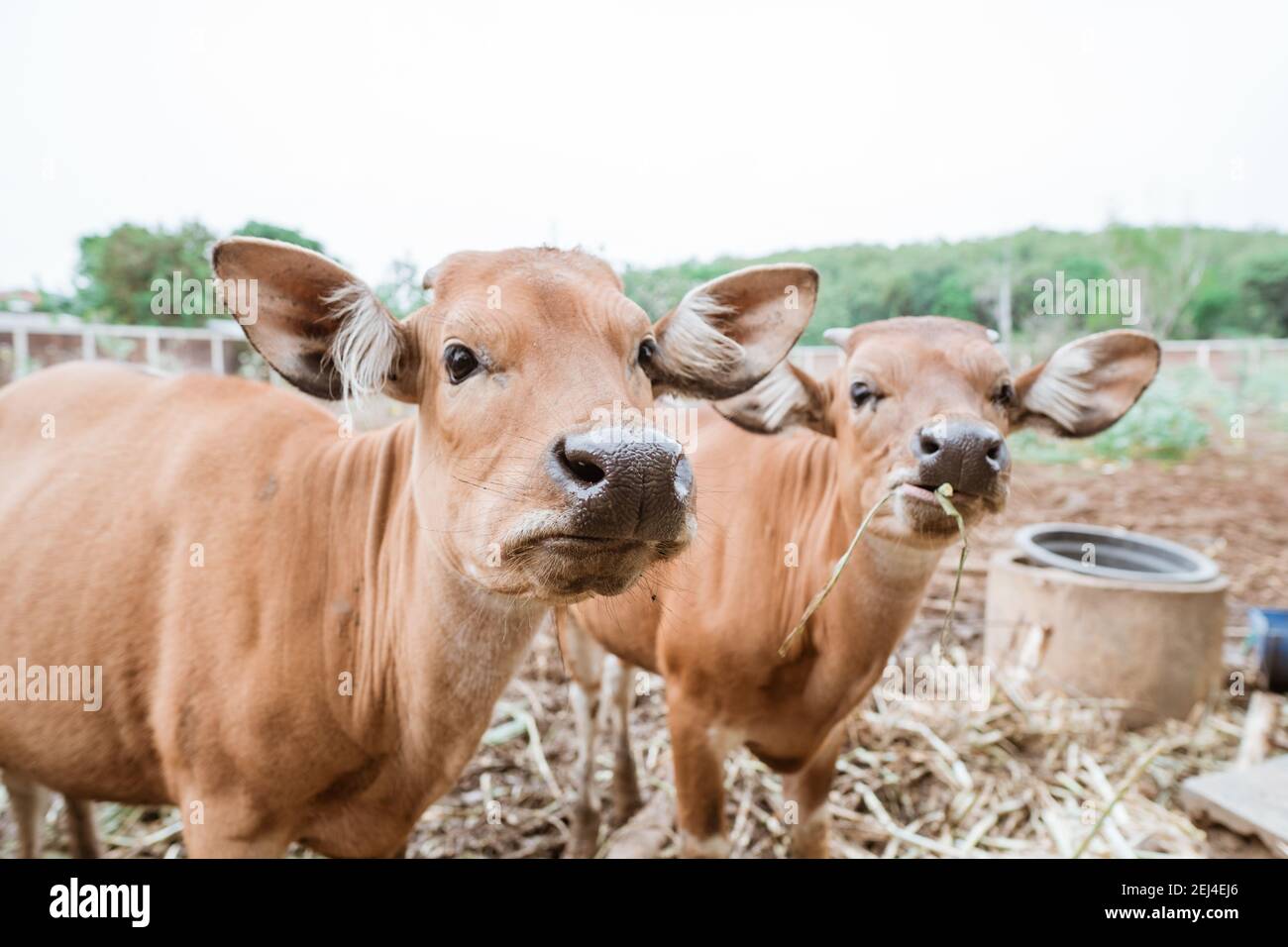two cows chewing while eating grass against the background of the cow ...
