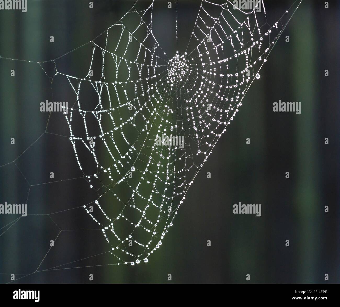 Spiders larder hi-res stock photography and images - Alamy