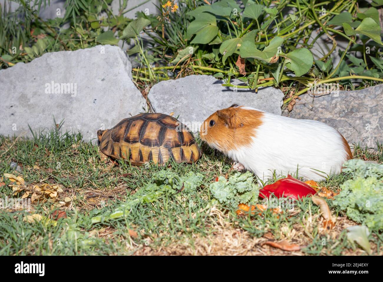 Leopard tortoise (Stigmochelys pardalis) and Domestic guinea pigs ...