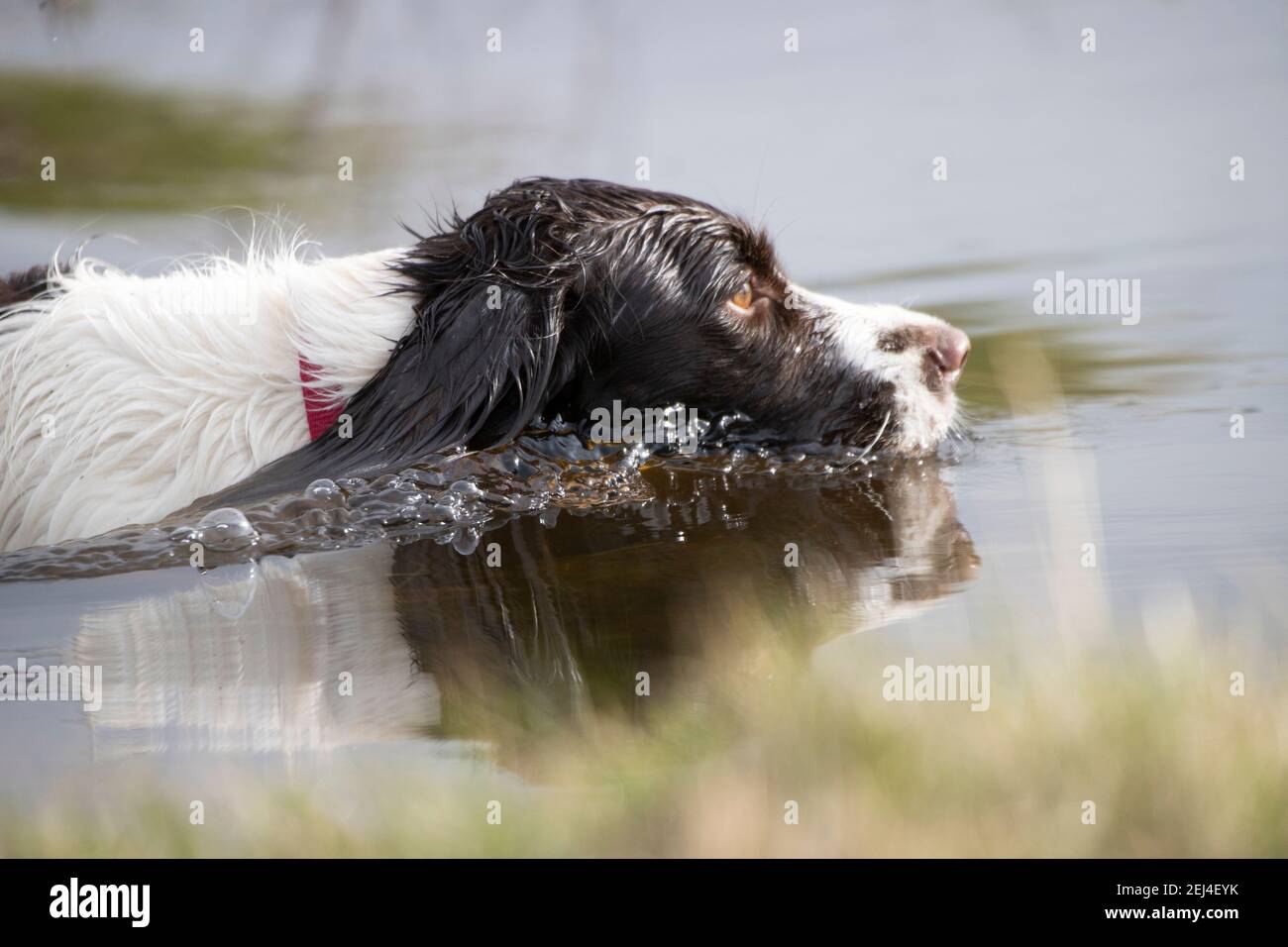 English Springer Spaniel Stock Photo - Alamy