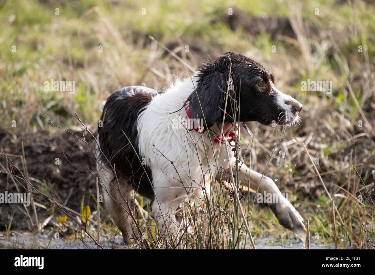 Spaniels in mud hi-res stock photography and images - Alamy
