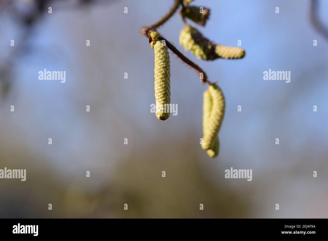 Various flowers in bloom hi-res stock photography and images - Alamy