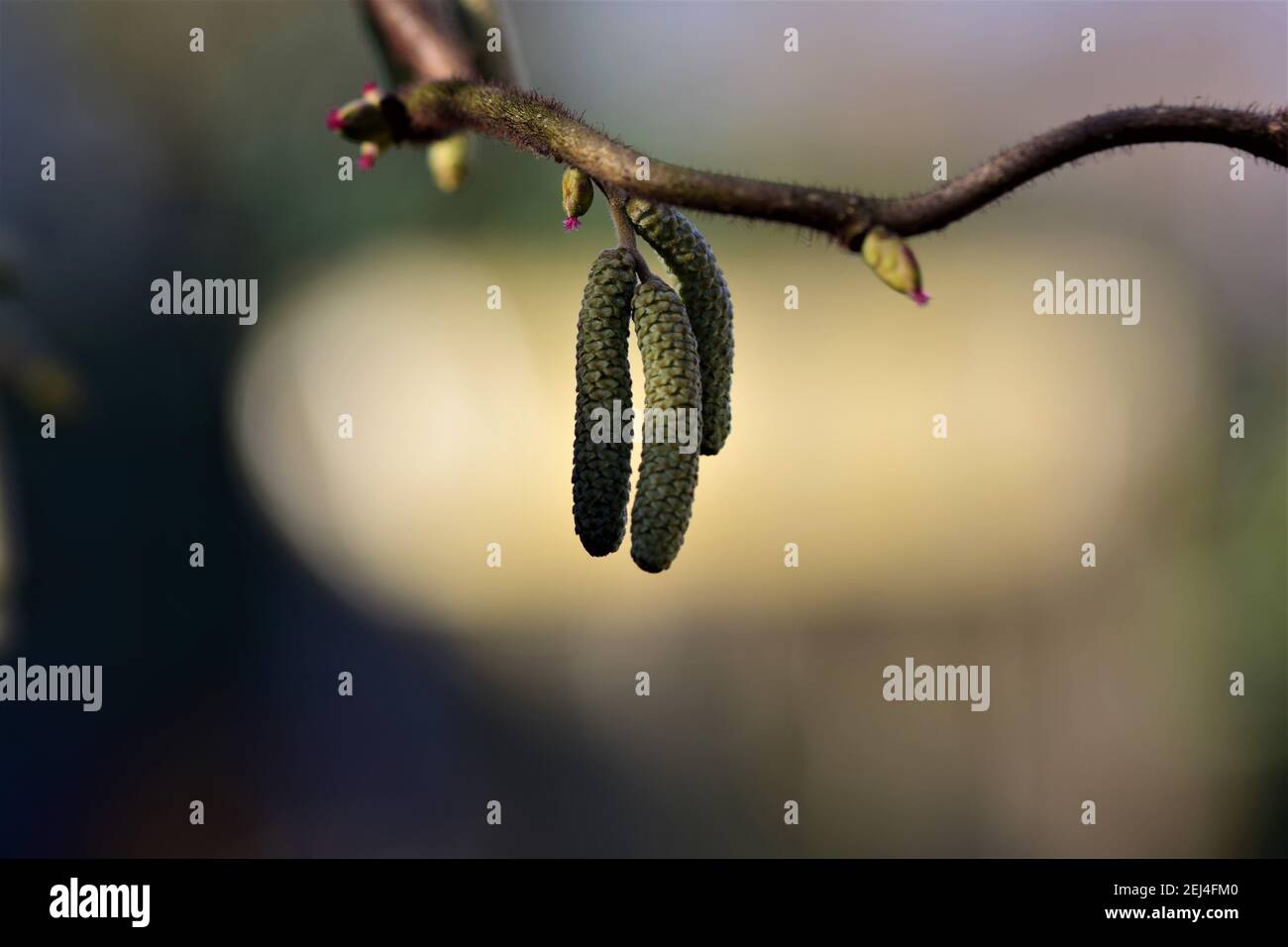 Common hazelnut and garden hi-res stock photography and images - Alamy