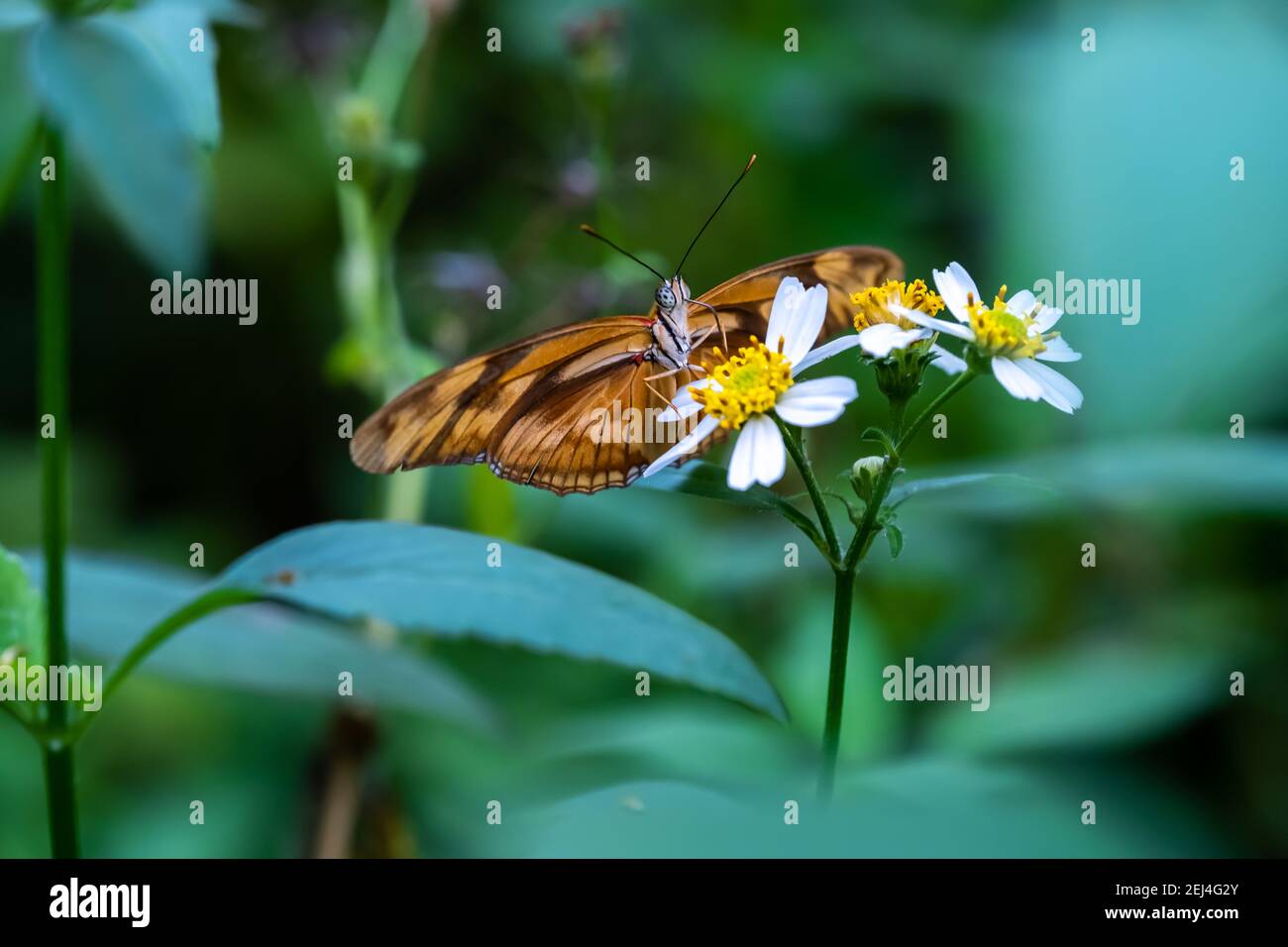Cattle heart butterfly hi-res stock photography and images - Alamy