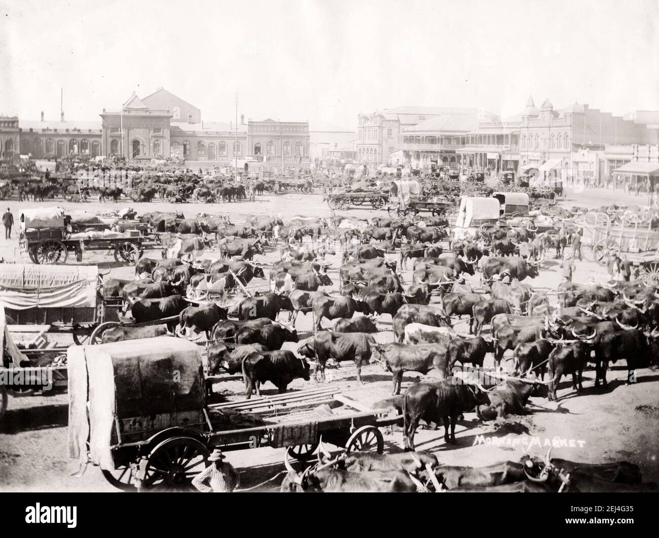 Morning market, Johannesburg, South Africa, c.1900 Stock Photo - Alamy