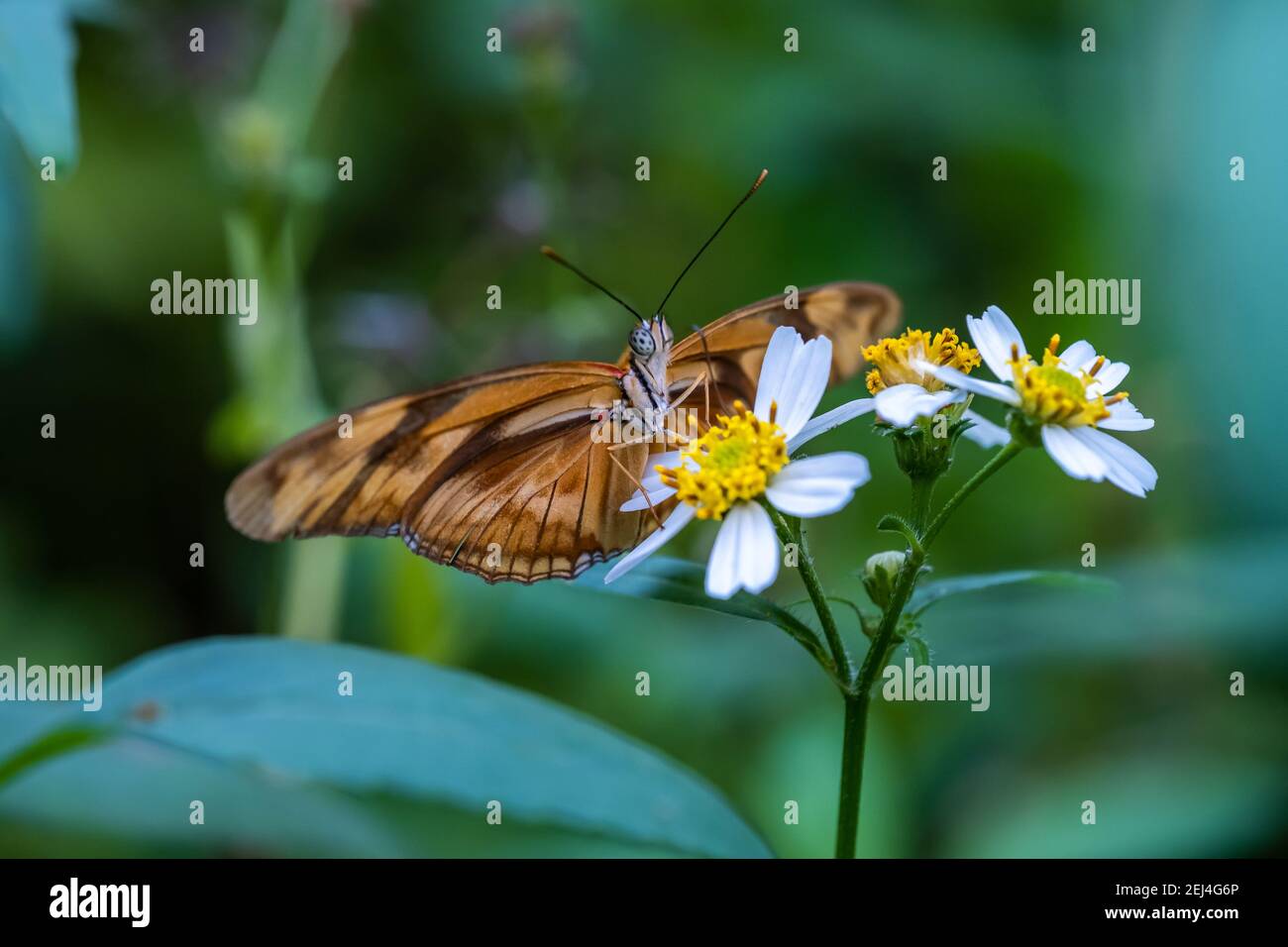 Cattle heart butterfly hi-res stock photography and images - Alamy