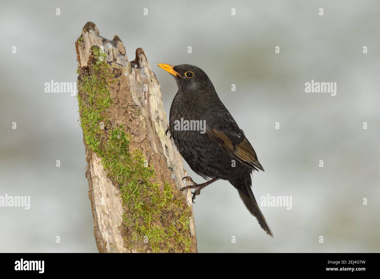 Blackbird (Turdus merula), male, sitting on a tree stump, North Rhine ...