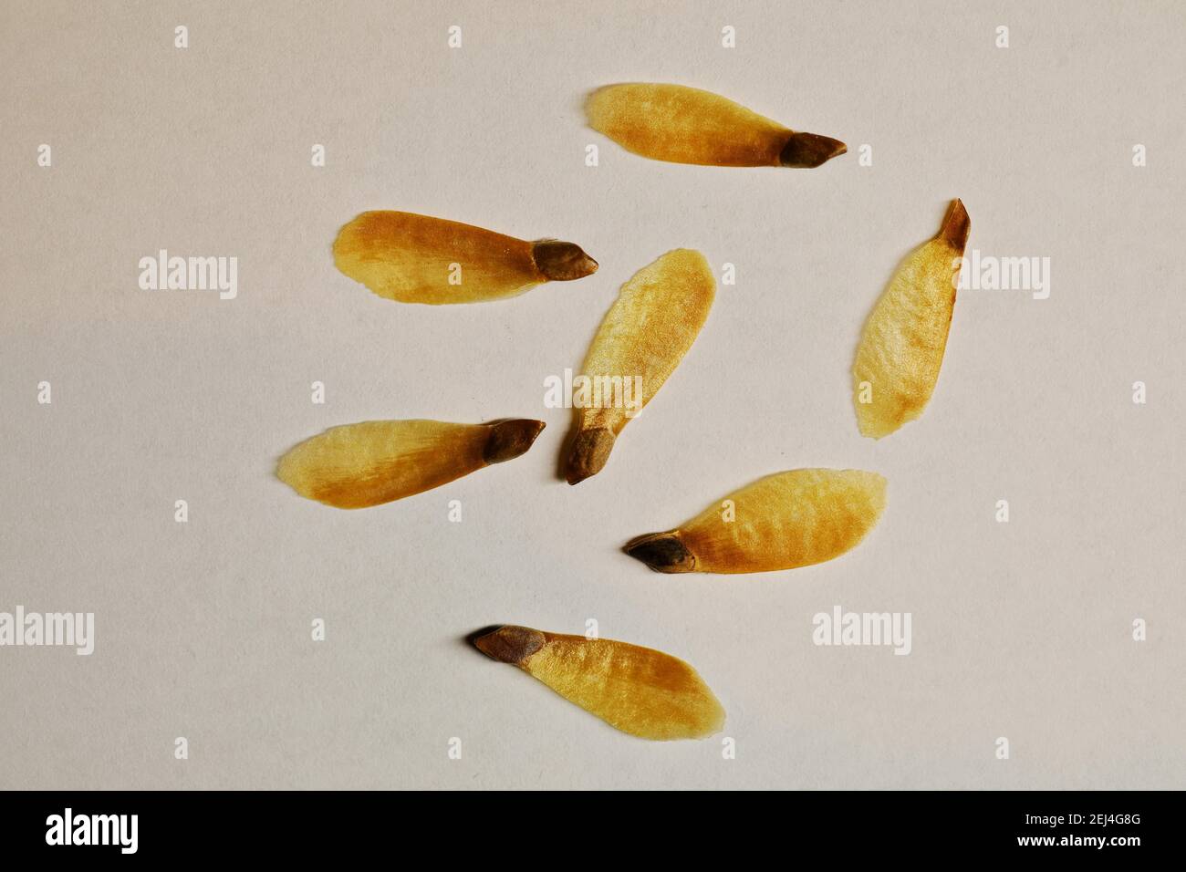 Seeds of the common spruce (Picea abies), North Rhine-Westphalia ...