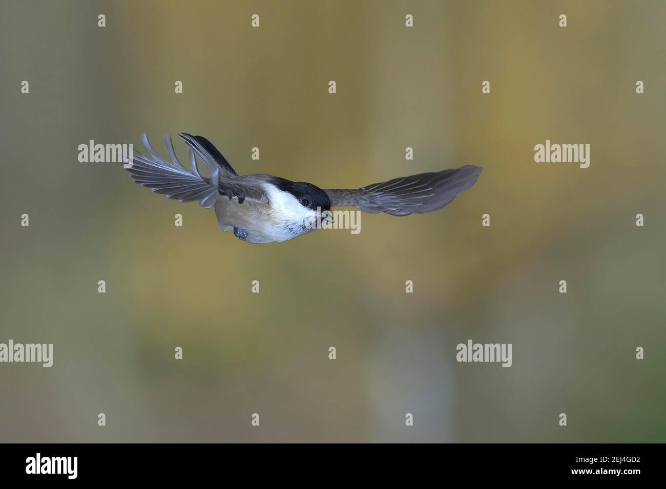 Willow tit (Parus montanus) in flight, Siegerland, North Rhine ...