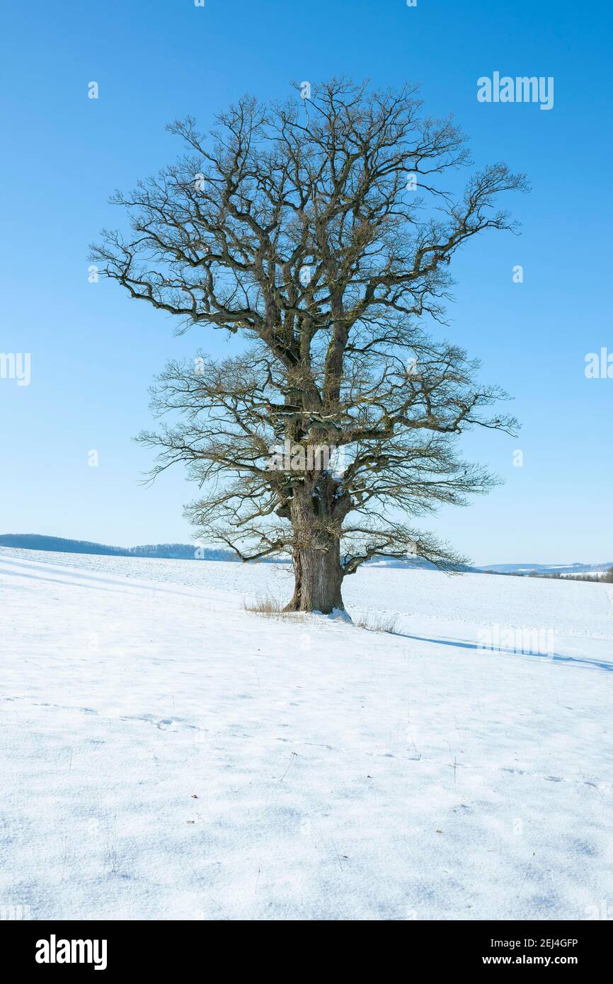 Old English oak (Quercus robur), solitary tree, in winter, Thuringia ...