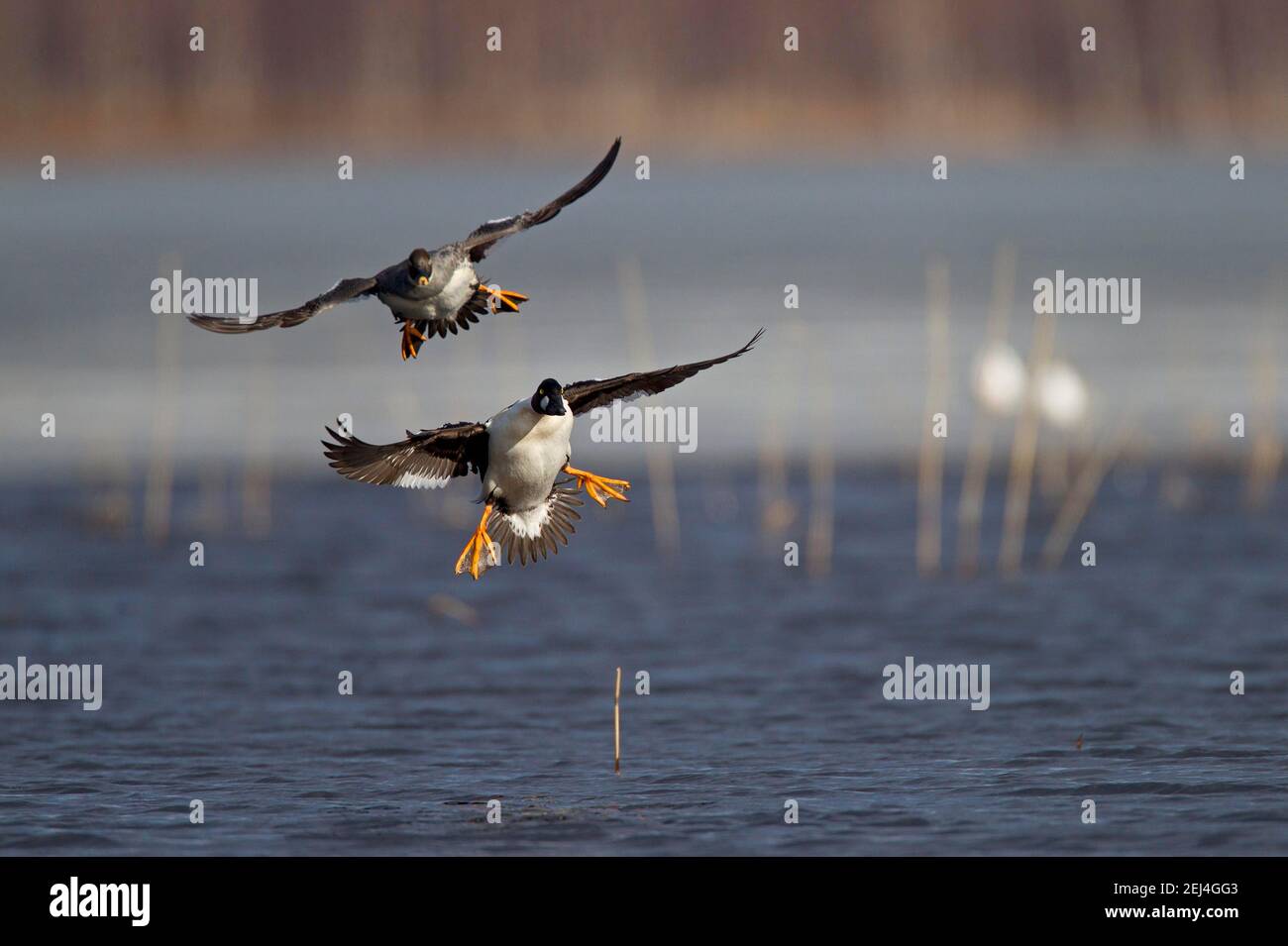 Common Common Goldeneye (Bucephala clangula), pair flying over water ...