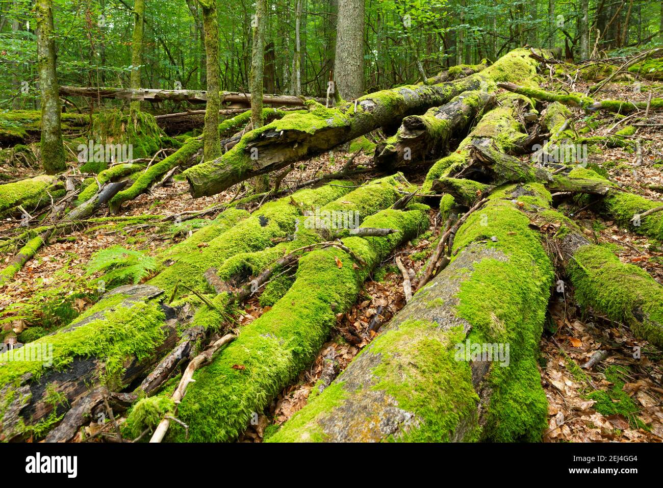 Dead red beech (Fagus sylvatica) overgrown with moss, dead wood ...