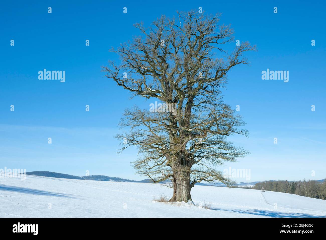 English oak tree in winter hi-res stock photography and images - Alamy