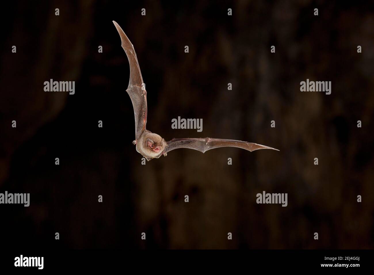 Common bent-wing bat (Miniopterus schreibersii) in flight, Pleven ...