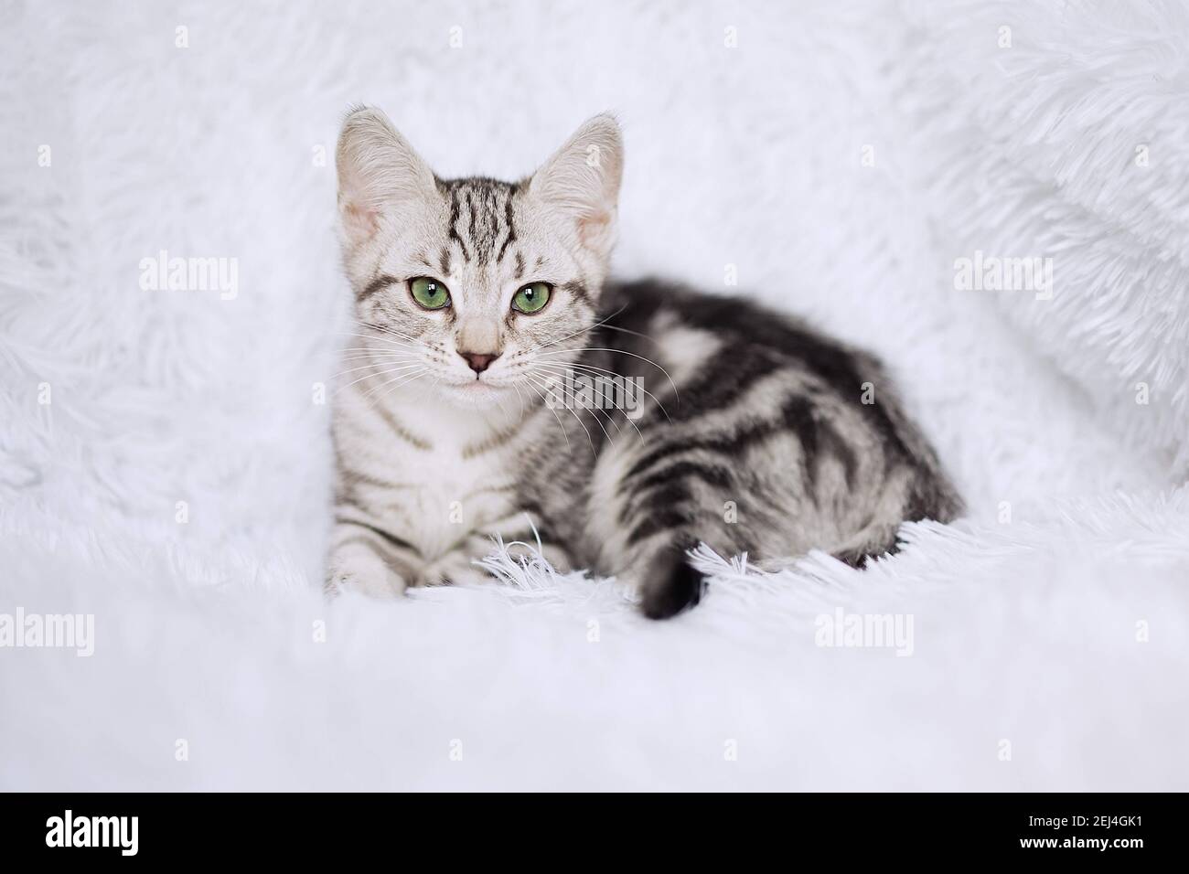 Kitten stripes on white background Stock Photo - Alamy