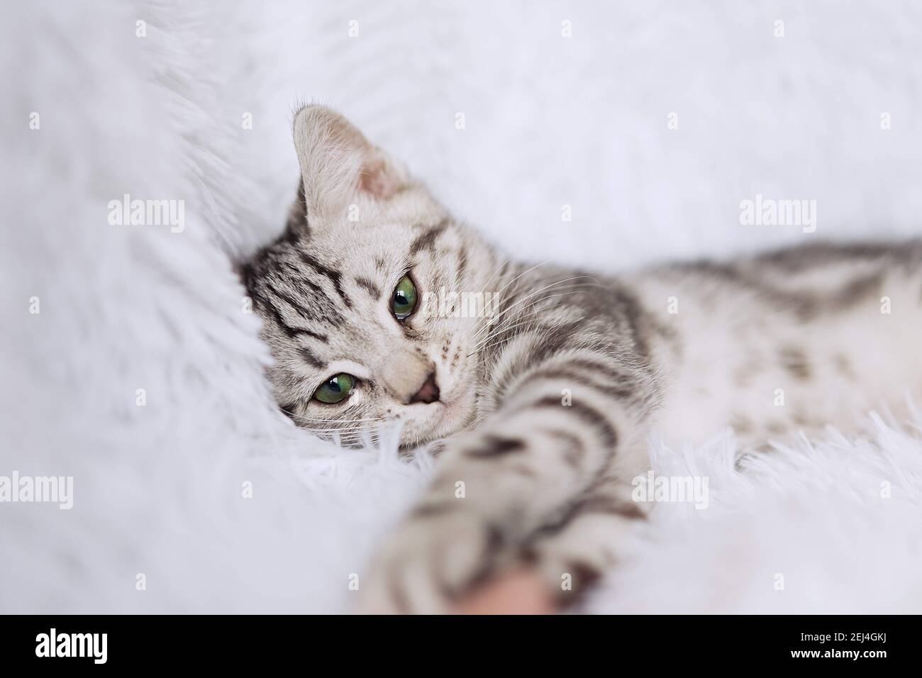 Kitten stripes on white background Stock Photo - Alamy