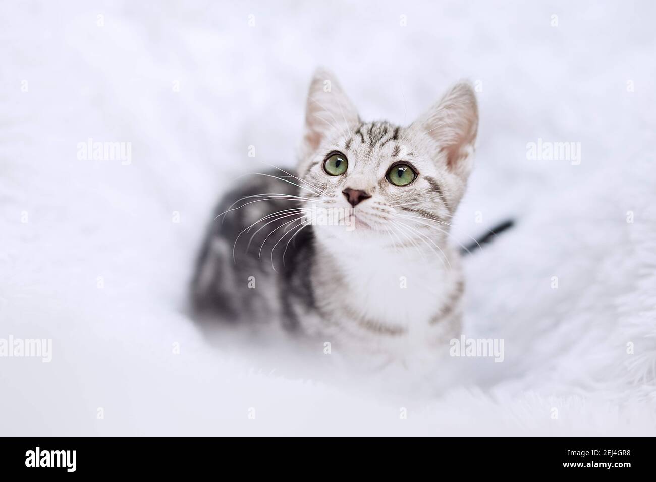 Kitten stripes on white background Stock Photo - Alamy