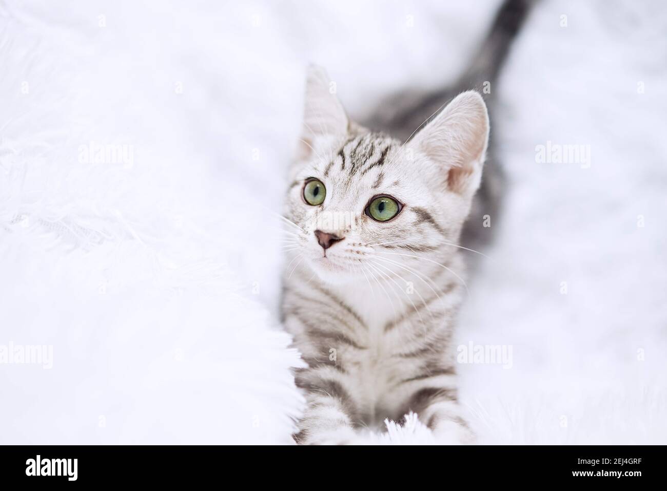Kitten stripes on white background Stock Photo - Alamy
