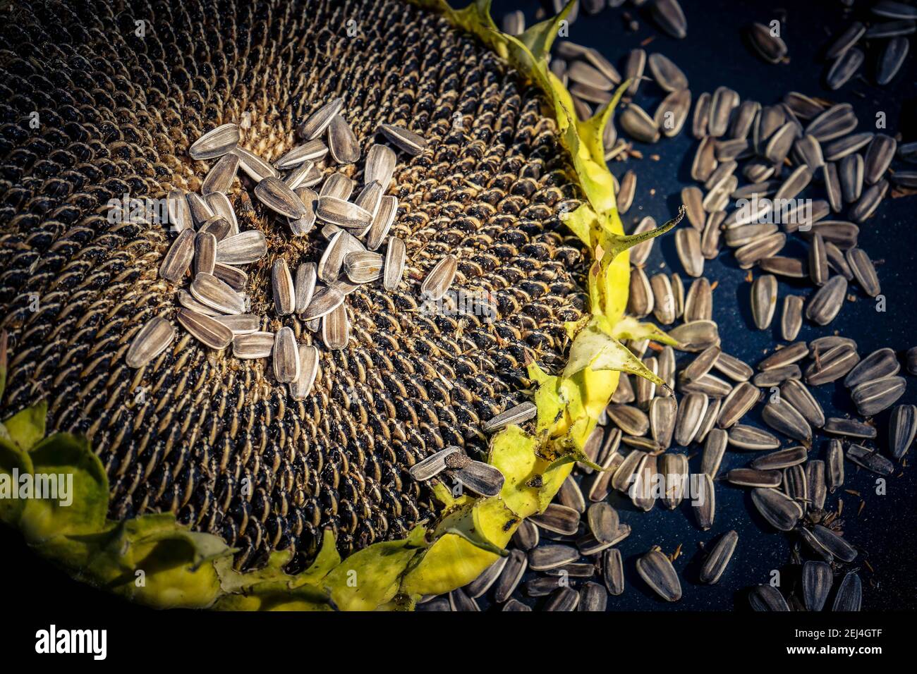 sunflower plants and seeds Stock Photo - Alamy