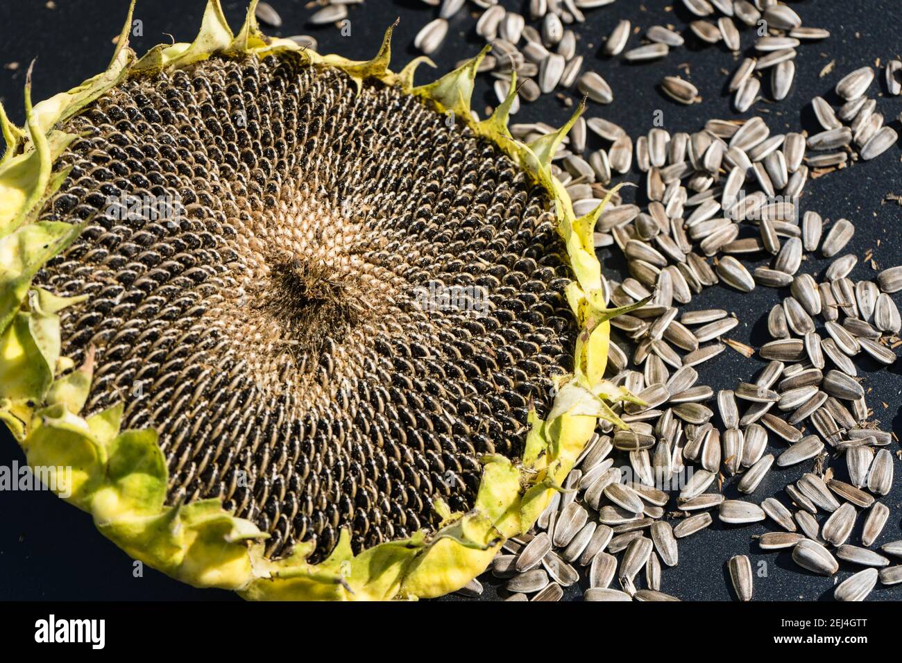 sunflower plants and seeds Stock Photo - Alamy