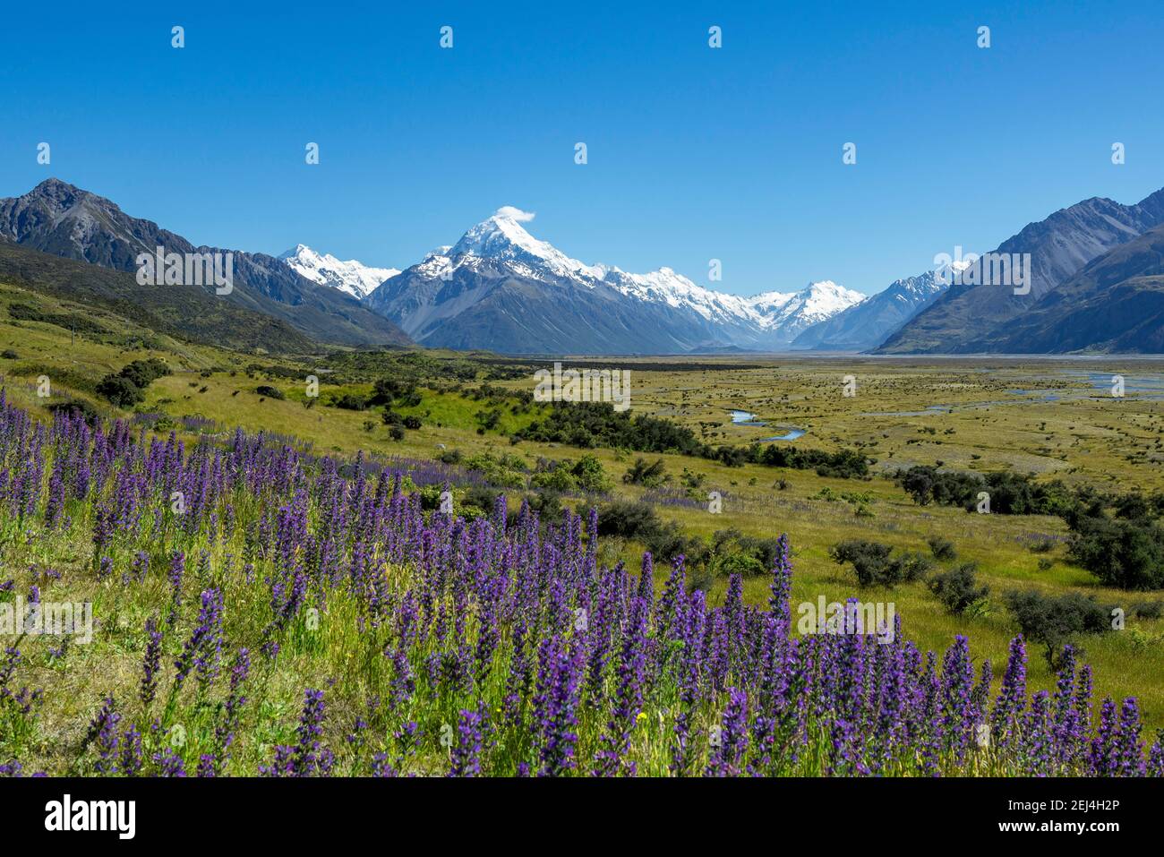 Blooming purple flowers, Mount Cook and snow-capped mountains in the ...