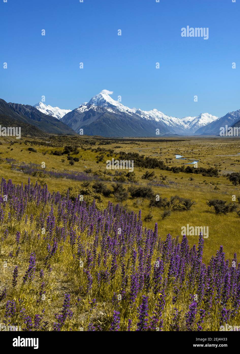 Blooming purple flowers, Mount Cook and snow-capped mountains in the ...