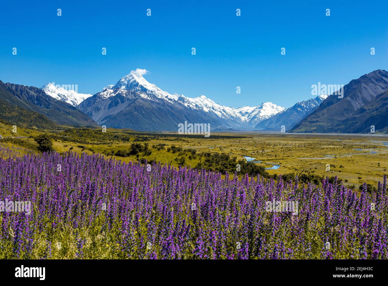 Mount cook flowers hi-res stock photography and images - Alamy