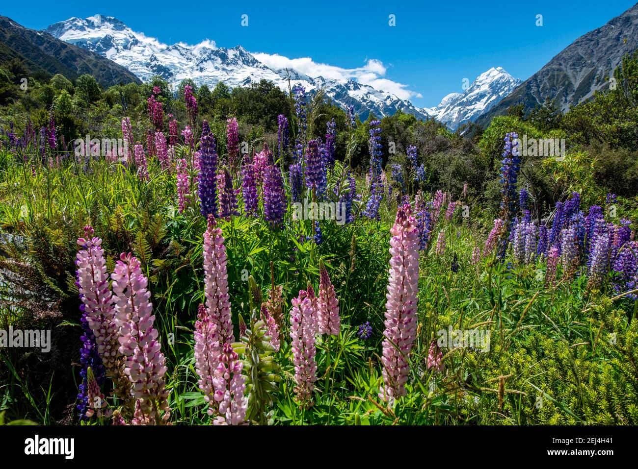 New zealand alpine plant hi-res stock photography and images - Alamy