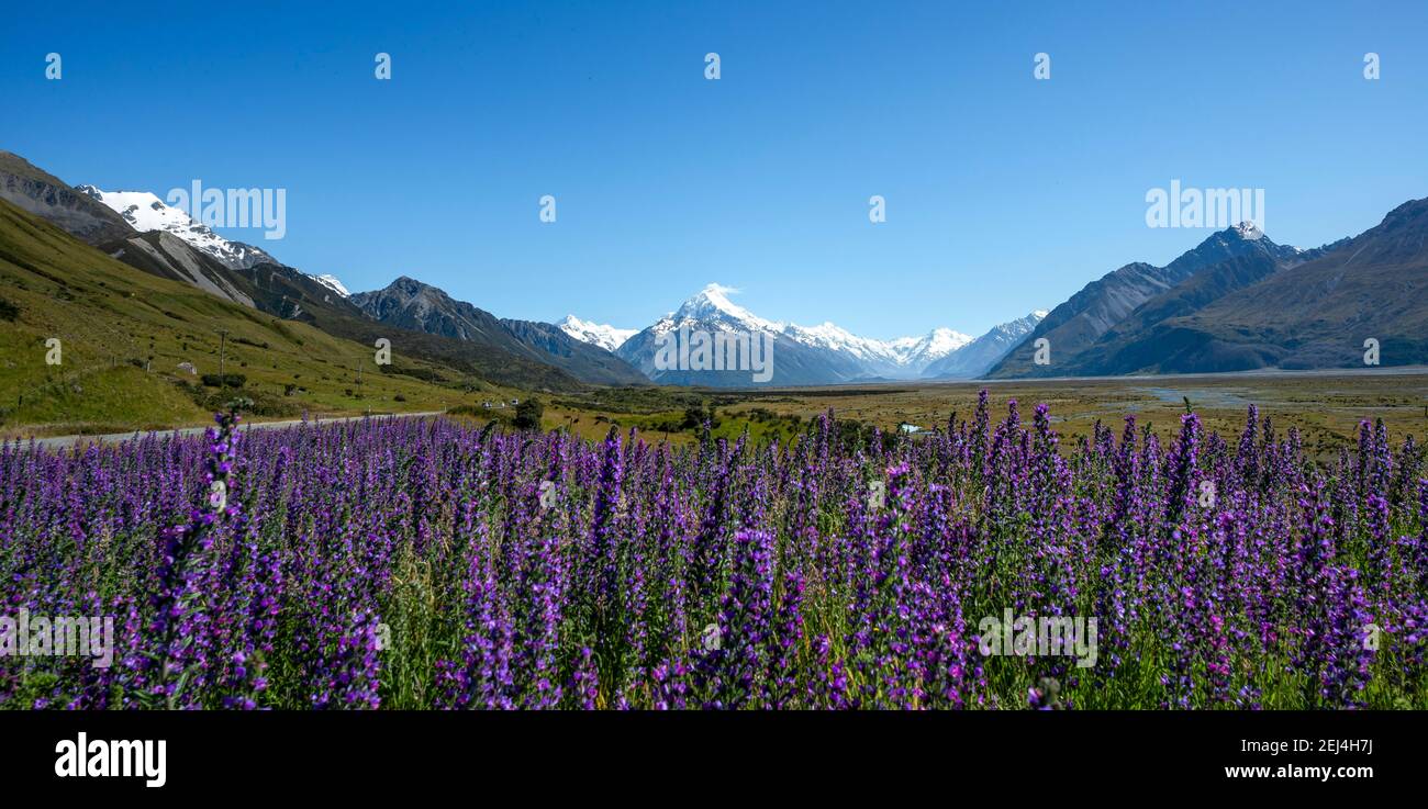 Cook flower new zealand hi-res stock photography and images - Alamy